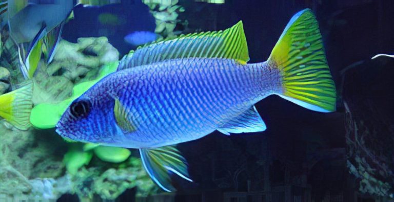 Pseudotropheus Acei Cichlid for Sale | Seekerfish.com